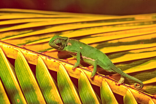 Saurien Bilder – Durchsuchen 910 Archivfotos, Vektorgrafiken und Videos ...