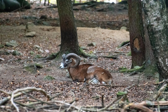 รูปภาพDickkopf – เลือกดูภาพถ่ายสต็อก เวกเตอร์ และวิดีโอ177 | Adobe Stock
