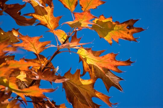 "Maple Keys" Images – Browse 158 Stock Photos, Vectors, and Video ...