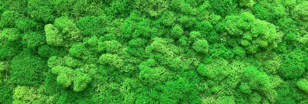 "Moss Texture" Images – Browse 3,588 Stock Photos, Vectors, and Video ...