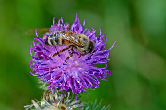 รูปภาพAcker-Kratzdistel – เลือกดูภาพถ่ายสต็อก เวกเตอร์ และวิดีโอ318 ...