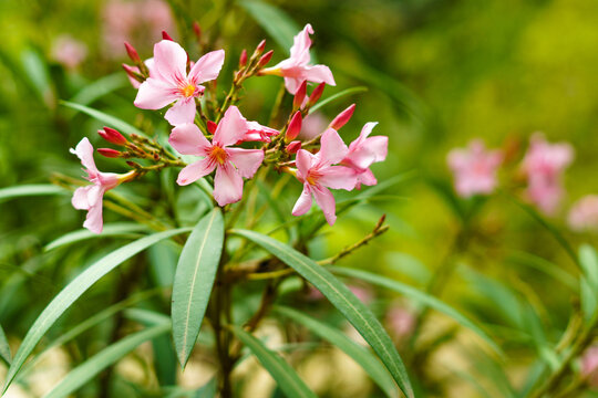รูปภาพTrinitaria – เลือกดูภาพถ่ายสต็อก เวกเตอร์ และวิดีโอ403 | Adobe Stock