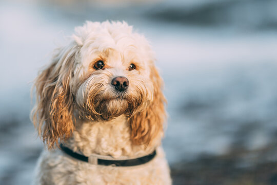 Puppu Images – Browse 96 Stock Photos, Vectors, and Video | Adobe Stock