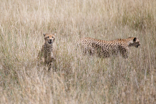 รูปภาพGeparden – เลือกดูภาพถ่ายสต็อก เวกเตอร์ และวิดีโอ520 | Adobe Stock