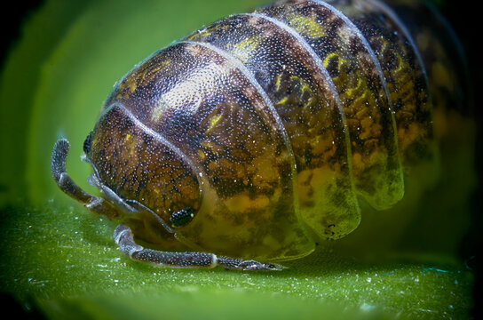 รูปภาพBichos – เลือกดูภาพถ่ายสต็อก เวกเตอร์ และวิดีโอ4,038 | Adobe Stock