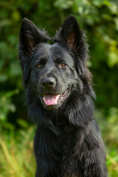 Verbaast Images – Browse 10 Stock Photos, Vectors, and Video | Adobe Stock