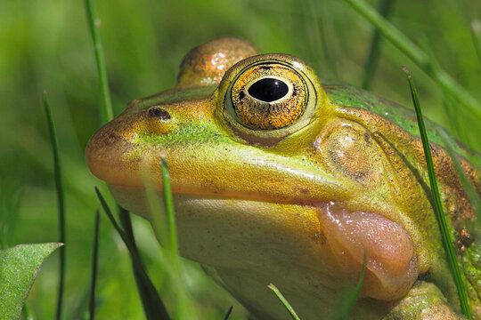 รูปภาพOuaouaron – เลือกดูภาพถ่ายสต็อก เวกเตอร์ และวิดีโอ74 | Adobe Stock