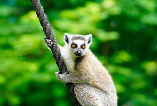 รูปภาพLemuriformes – เลือกดูภาพถ่ายสต็อก เวกเตอร์ และวิดีโอ47,162 ...
