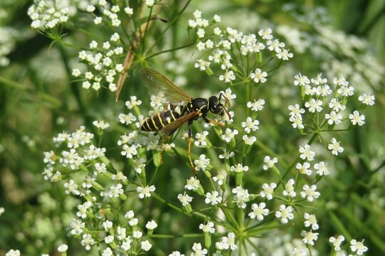 Prionia Bilder – Durchsuchen 168 Archivfotos, Vektorgrafiken und Videos ...