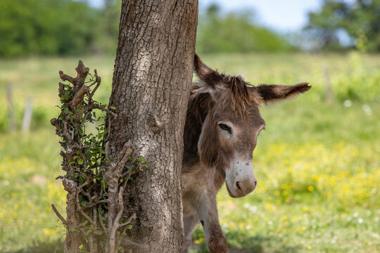 รูปภาพ"Animaux De La Ferme" – เลือกดูภาพถ่ายสต็อก เวกเตอร์ และวิดีโอ560 ...