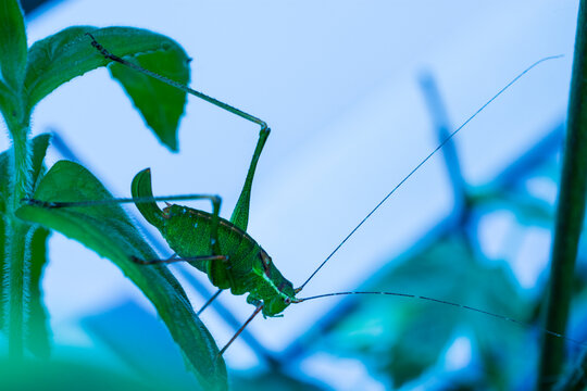 รูปภาพNeoptera – เลือกดูภาพถ่ายสต็อก เวกเตอร์ และวิดีโอ1,197 | Adobe Stock