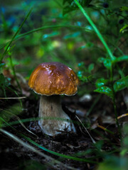 Fototapety i obrazy kozak grzyb