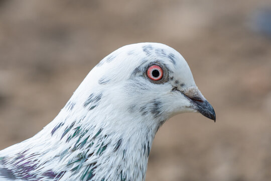White Pigeon Face