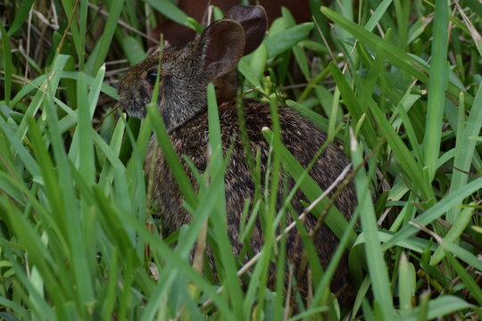 "Marsh Rabbit" Images – Browse 167 Stock Photos, Vectors, and Video ...