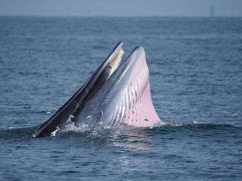 รูปภาพBaleen – เลือกดูภาพถ่ายสต็อก เวกเตอร์ และวิดีโอ8,868 | Adobe Stock