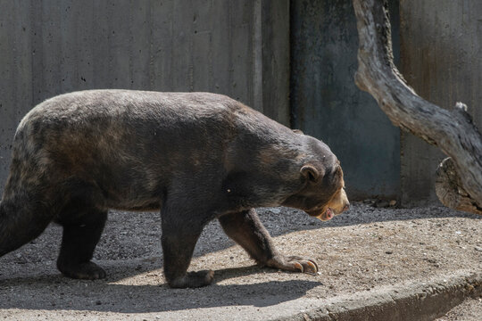 Malayo Images – Browse 51 Stock Photos, Vectors, and Video | Adobe Stock