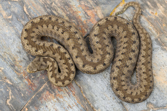 รูปภาพViper – เลือกดูภาพถ่ายสต็อก เวกเตอร์ และวิดีโอ182,147 | Adobe Stock