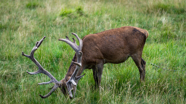 Cervi Images – Browse 859 Stock Photos, Vectors, and Video | Adobe Stock