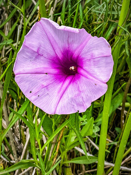 รูปภาพFlowre – เลือกดูภาพถ่ายสต็อก เวกเตอร์ และวิดีโอ133 | Adobe Stock