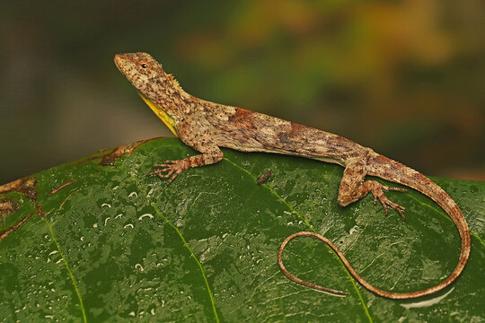 Philippine Flying Lizard