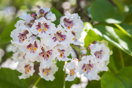 รูปภาพIndian-Bean-Tree – เลือกดูภาพถ่ายสต็อก เวกเตอร์ และวิดีโอ926 ...