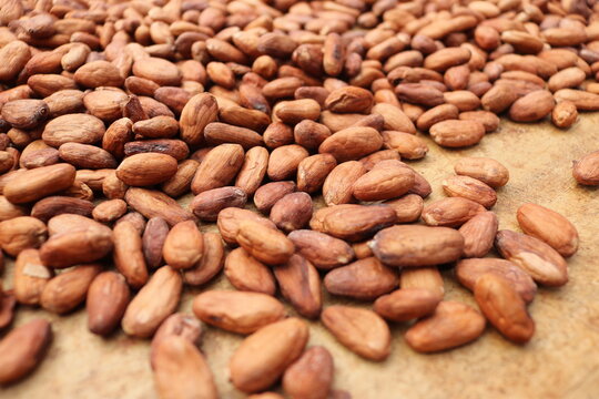 รูปภาพCacahuate – เลือกดูภาพถ่ายสต็อก เวกเตอร์ และวิดีโอ987 | Adobe Stock