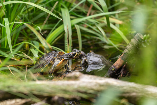 Loricate Imagens – Procure 44 fotos, vetores e vídeos | Adobe Stock