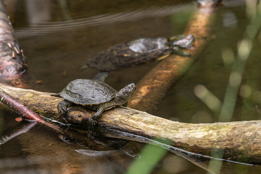 Loricate Imagens – Procure 44 fotos, vetores e vídeos | Adobe Stock