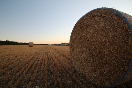 "Ballot De Paille" Images – Browse 366 Stock Photos, Vectors, and Video ...