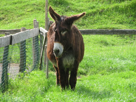 รูปภาพMulet – เลือกดูภาพถ่ายสต็อก เวกเตอร์ และวิดีโอ1,432 | Adobe Stock