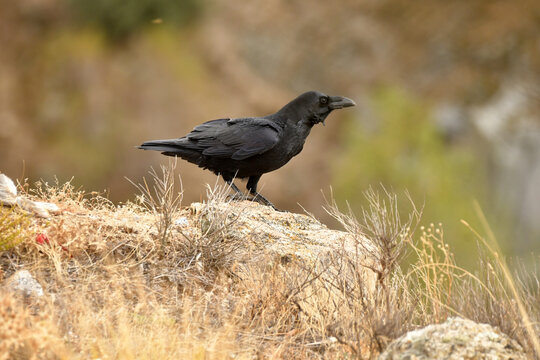รูปภาพCuervo – เลือกดูภาพถ่ายสต็อก เวกเตอร์ และวิดีโอ3,680 | Adobe Stock