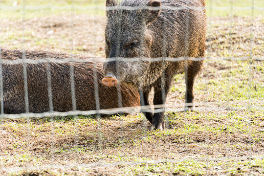 Musk-Hog-Bilder: Stock-Fotos & -Videos. | Adobe Stock