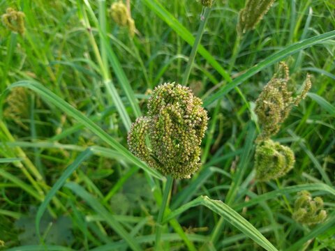 Madua Images – Browse 52 Stock Photos, Vectors, and Video | Adobe Stock