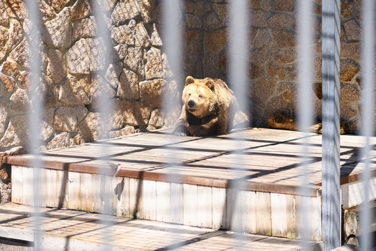 Hurt Zoo Animal Bilder – Durchsuchen 979 Archivfotos, Vektorgrafiken ...