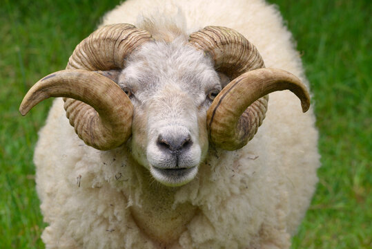 Wiederkauen Bilder – Durchsuchen 16,993 Archivfotos, Vektorgrafiken und ...