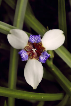 Ms. Yokai photos, images, assets | Adobe Stock