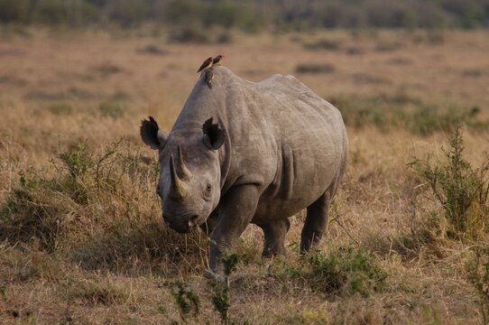 Rino Bilder – Durchsuchen 2,924 Archivfotos, Vektorgrafiken und Videos ...