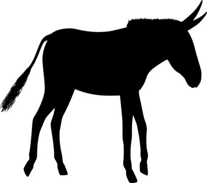 46,196 MELHORES IMAGENS, FOTOGRAFIAS E VETORES DO STOCK SOBRE Mula ...