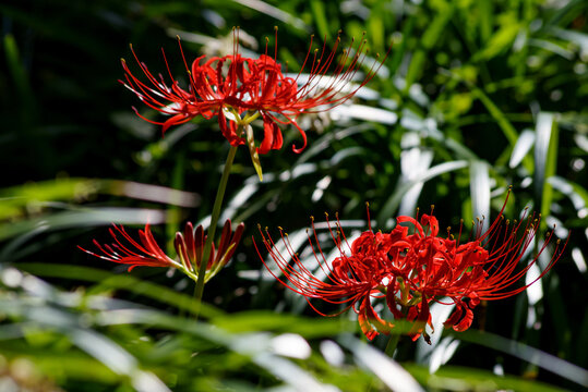 รูปภาพLycoris – เลือกดูภาพถ่ายสต็อก เวกเตอร์ และวิดีโอ3,370 | Adobe Stock