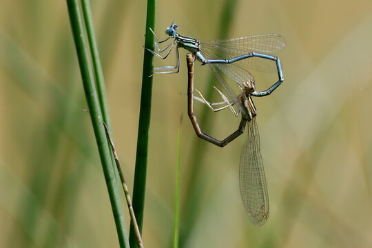 Accouplement Images – Browse 1,486 Stock Photos, Vectors, and Video ...