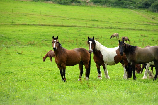 Fluchttier bilder – Bläddra bland 887 stockfoton, vektorer och videor ...
