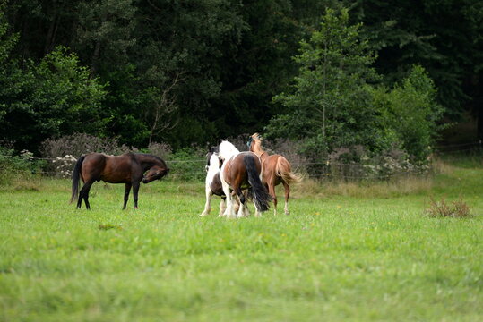 「Fluchttier」の画像 - 864 件の Stock 写真、ベクターおよびビデオ | Adobe Stock