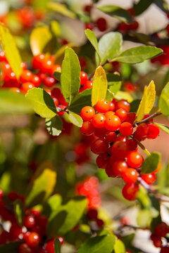 รูปภาพMooseberry – เลือกดูภาพถ่ายสต็อก เวกเตอร์ และวิดีโอ2,682 | Adobe ...