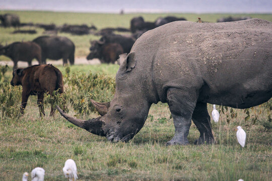 รูปภาพRino – เลือกดูภาพถ่ายสต็อก เวกเตอร์ และวิดีโอ2,778 | Adobe Stock