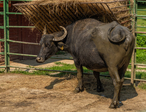 "Water Bull" Images – Browse 33 Stock Photos, Vectors, and Video ...