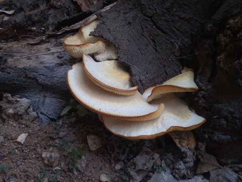 Destruenten Bilder – Durchsuchen 1,496 Archivfotos, Vektorgrafiken und ...