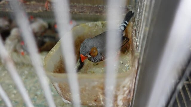 Cfw Images – Browse 135 Stock Photos, Vectors, and Video | Adobe Stock