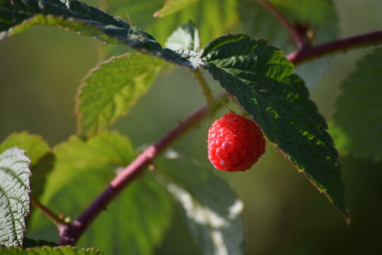 "Wild Raspberry" Images – Browse 59,712 Stock Photos, Vectors, and ...