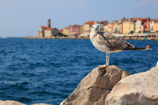 Chillig 이미지 – 찾아보기 773 스톡 사진, 벡터 및 비디오 | Adobe Stock