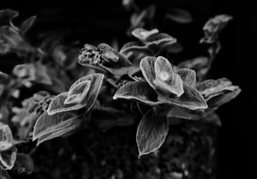 Ms. Yokai photos, images, assets | Adobe Stock